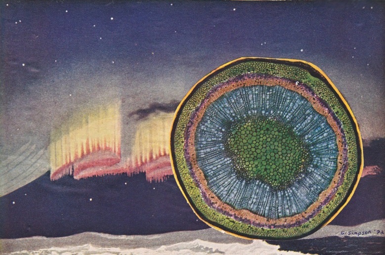 Garden of the Hesperides